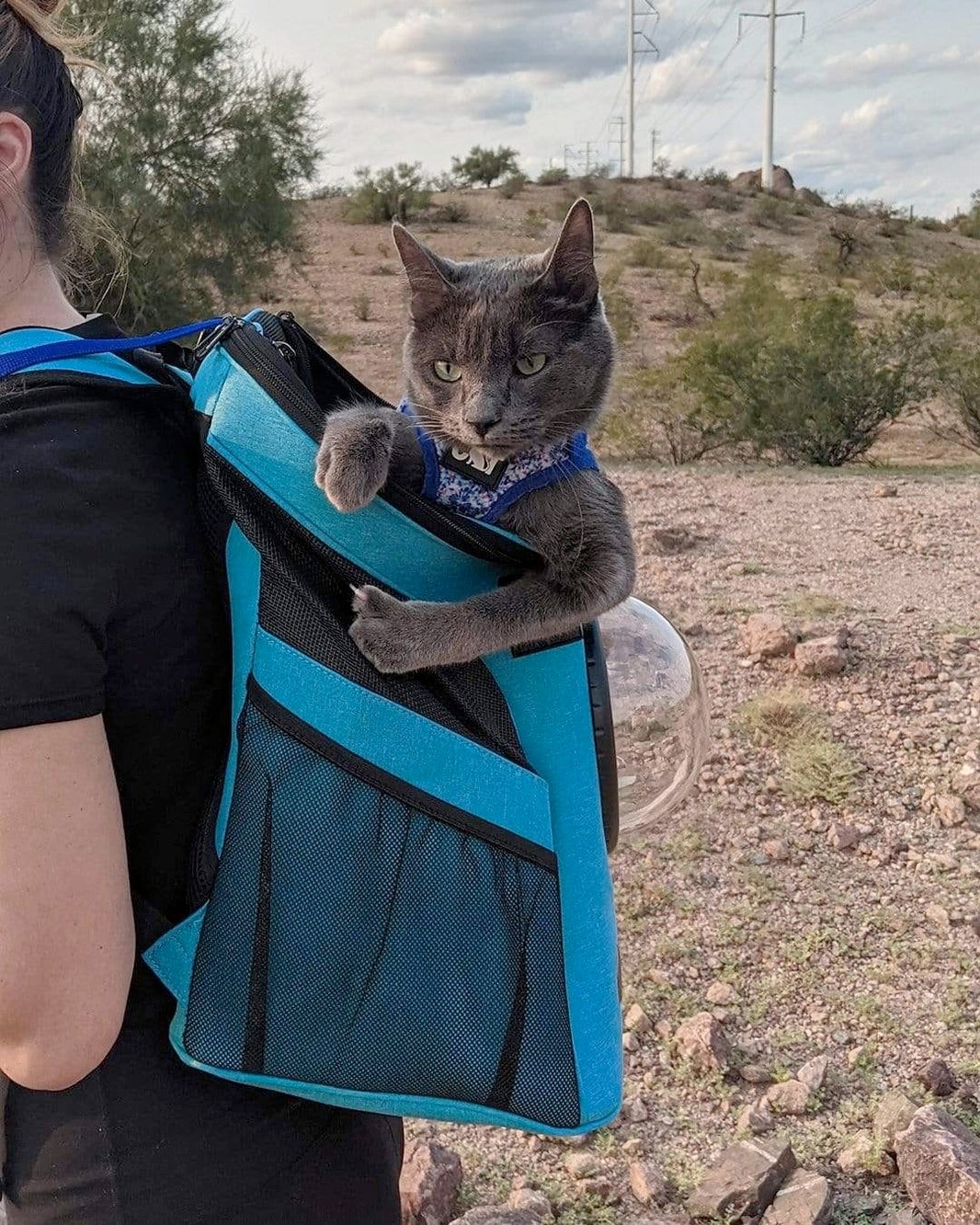 adventure cat backpack